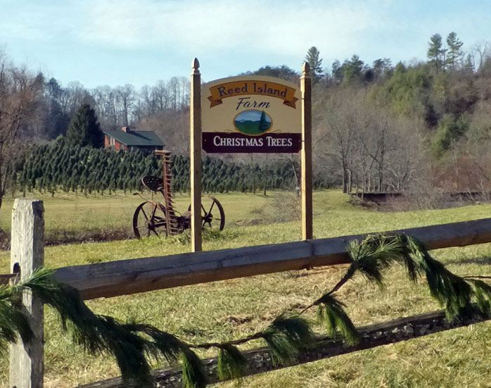 Five Acclaimed Virginia Christmas Tree Farms – When in Virginia