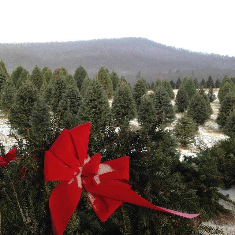 Five Acclaimed Virginia Christmas Tree Farms – When in Virginia
