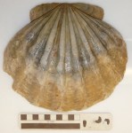 Family Fossil Hunts in Virginia – When in Virginia